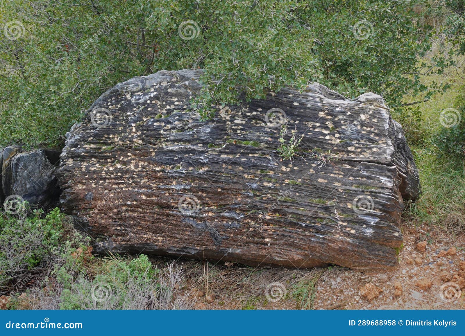 Foliated Metamorphic Rock with Textured Striped Stone Surface and Moss ...