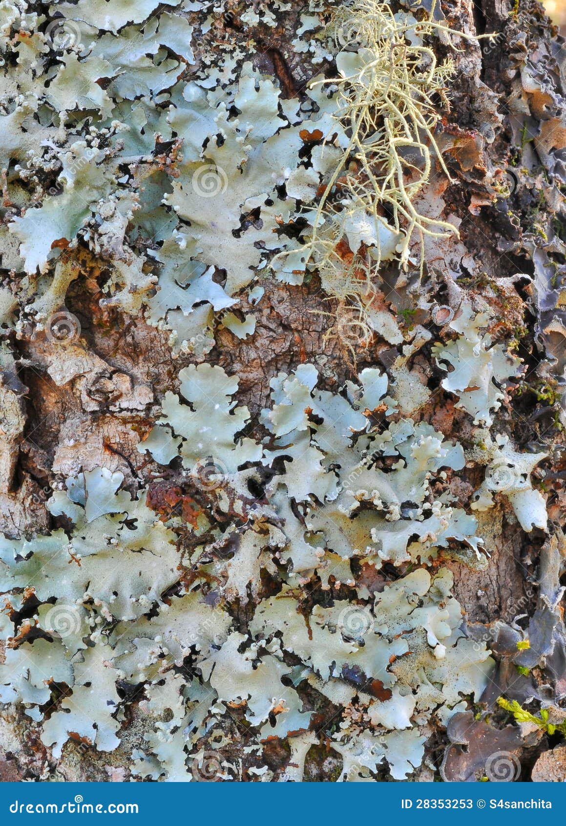 Foliose lichen stock image. Image of fertile, leaf, live - 28353253
