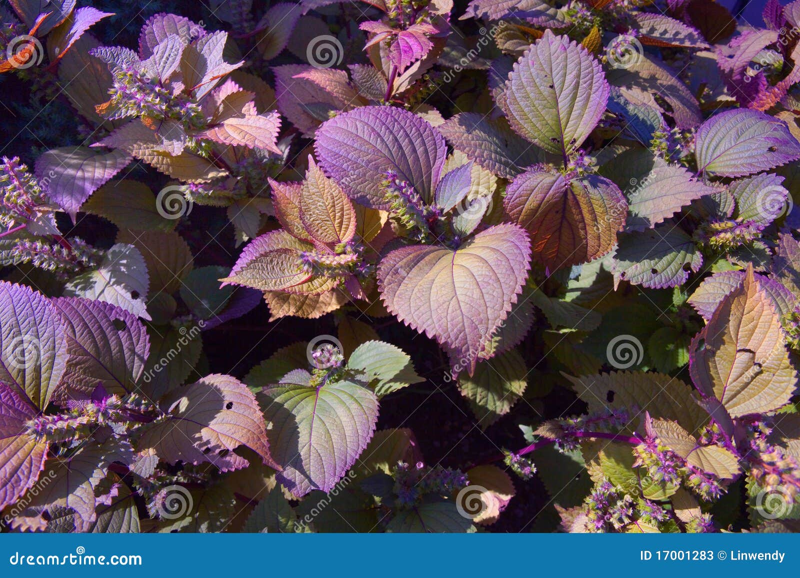 Folium Perillae Stock Photos - Image: 17001283
