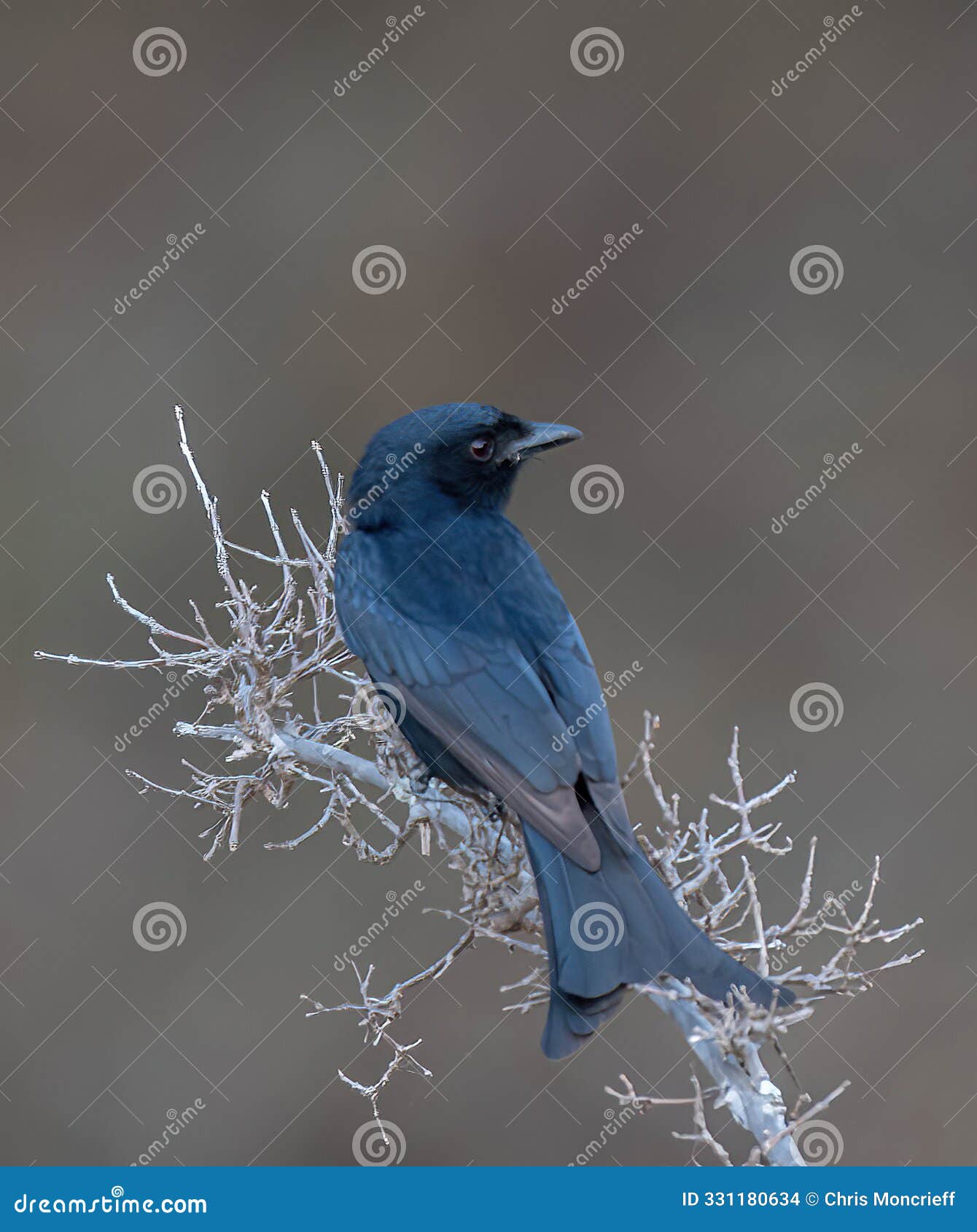 Folk Tailed Drongo stock photo. Image of nature, natural - 331180634
