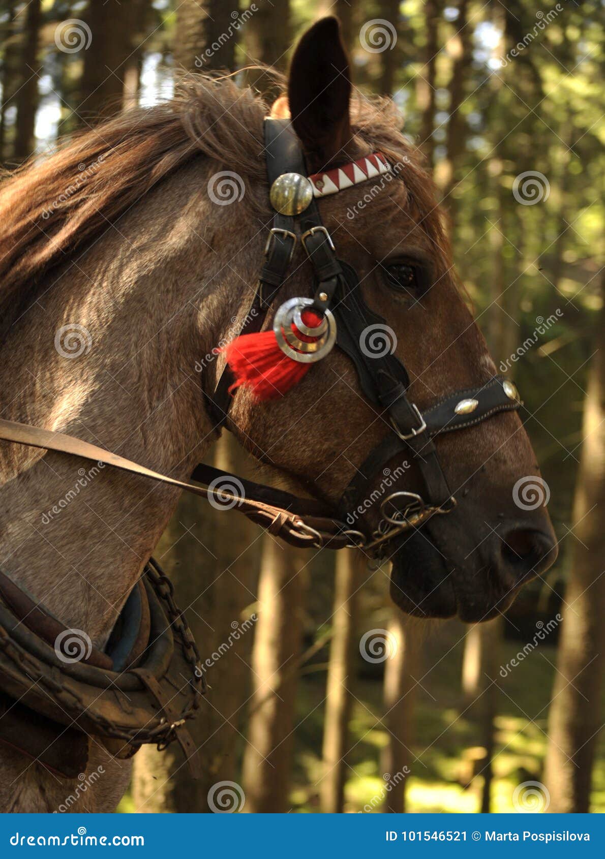 Folklore horse stock image. Image of blooded, work, farm - 101546521