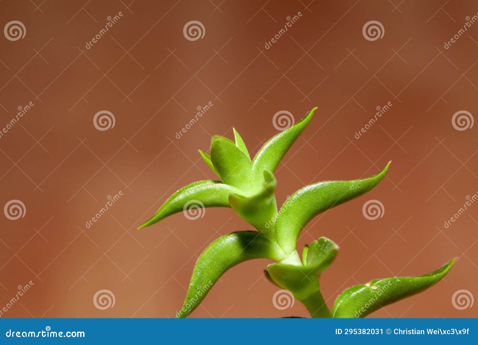 Follaje De Una Capitella De Crassula Imagen de archivo - Imagen de ...