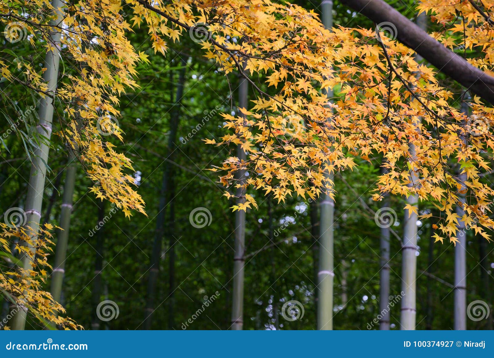 Follaje del arce japonés imagen de archivo. Imagen de hoja - 100374927