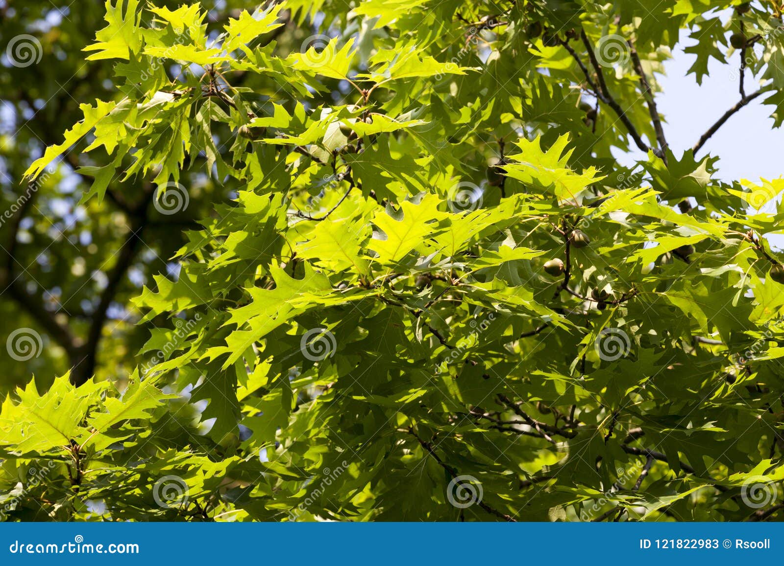 Follaje Del Roble En Primavera Imagen de archivo - Imagen de grande ...