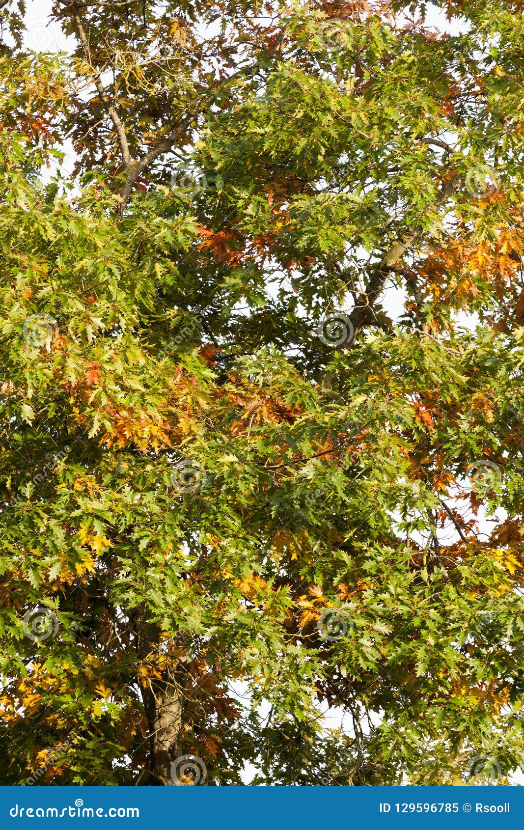 Follaje Del Roble Verde Y Amarilleado Imagen de archivo - Imagen de ...