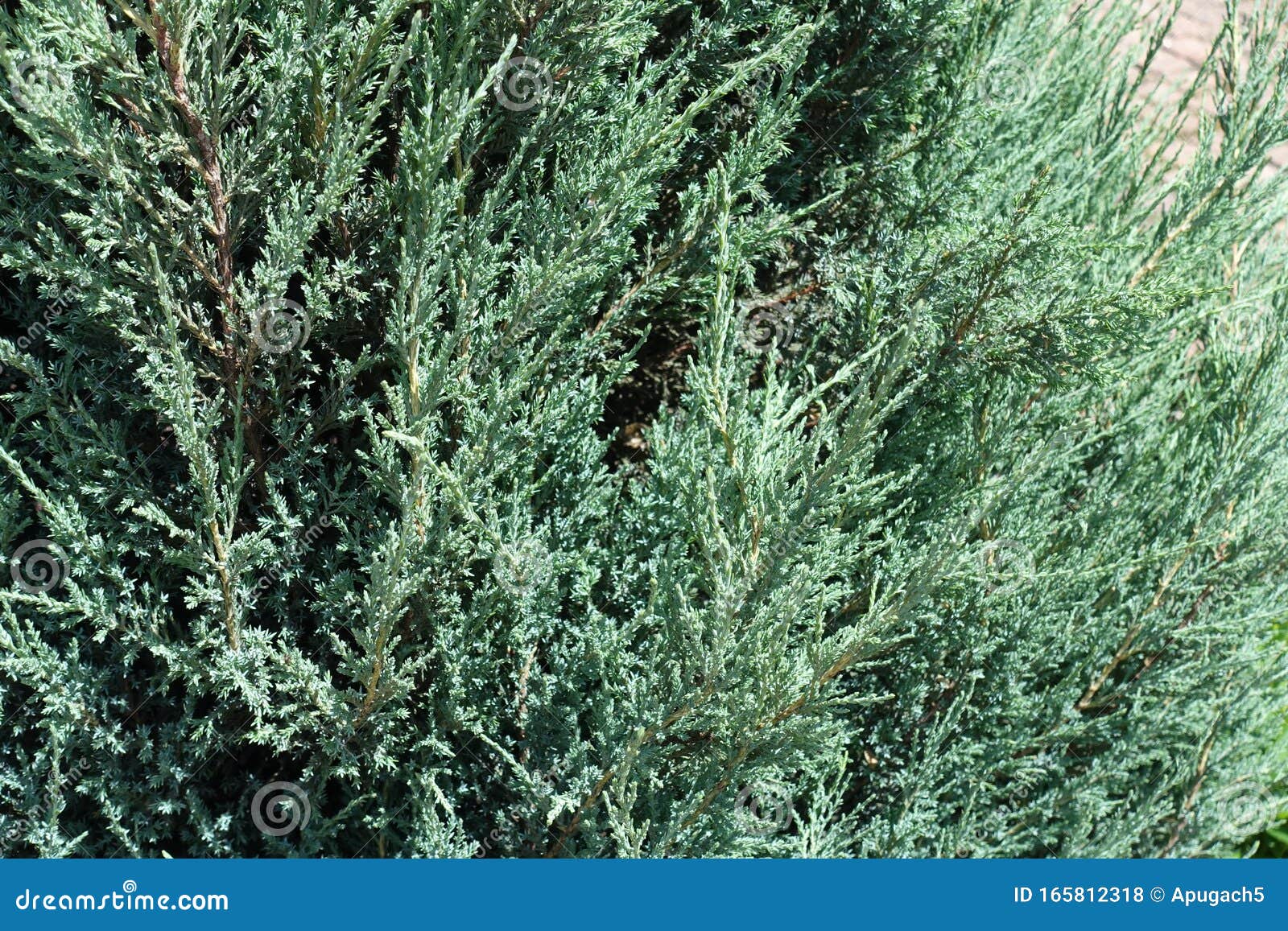 Follaje Verde Azul De Juniperus Virginiana Flecha Azul Foto de archivo ...