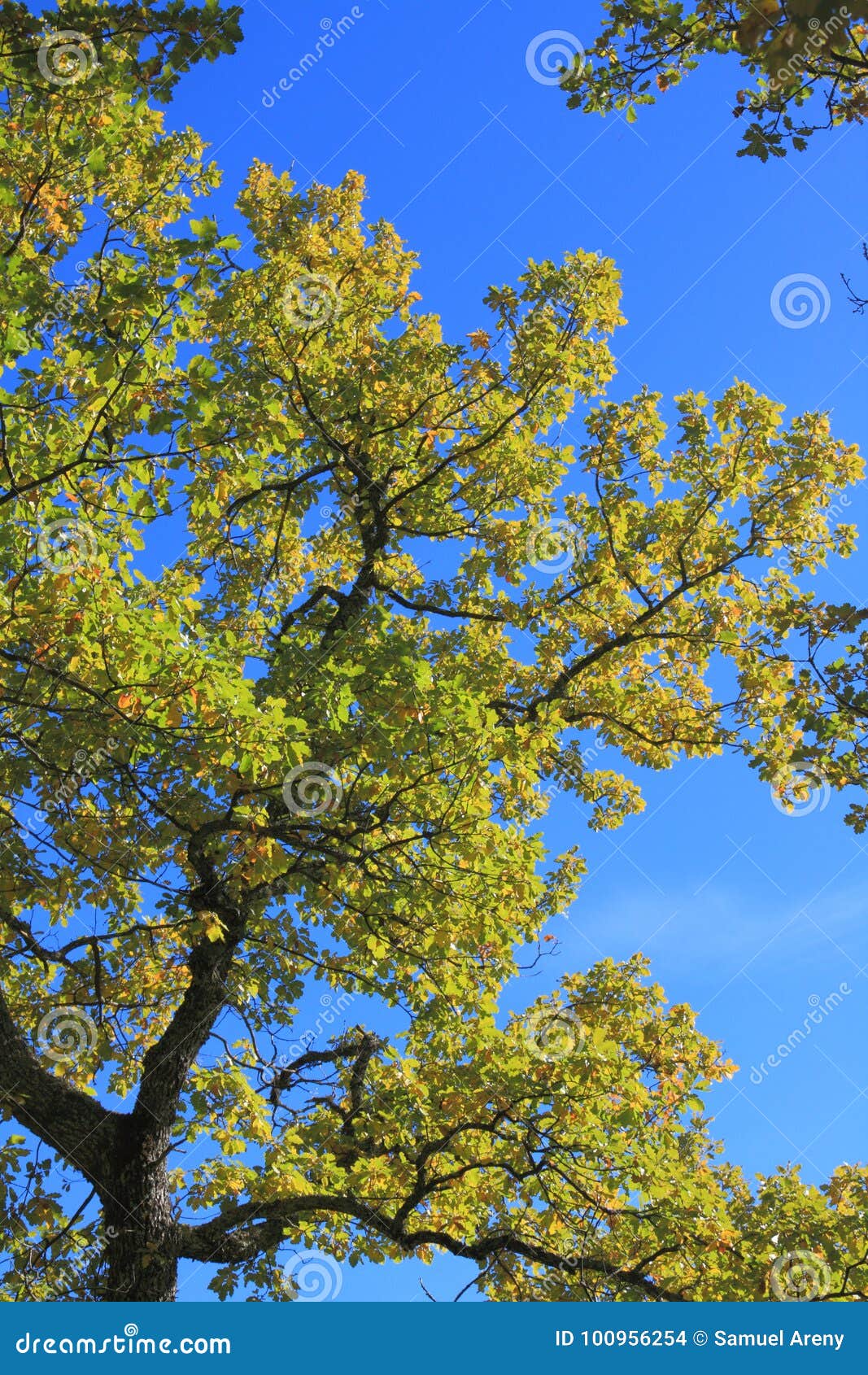 Follaje Y Rama Del Roble Suave O Del Roble Pubescente Foto de archivo ...