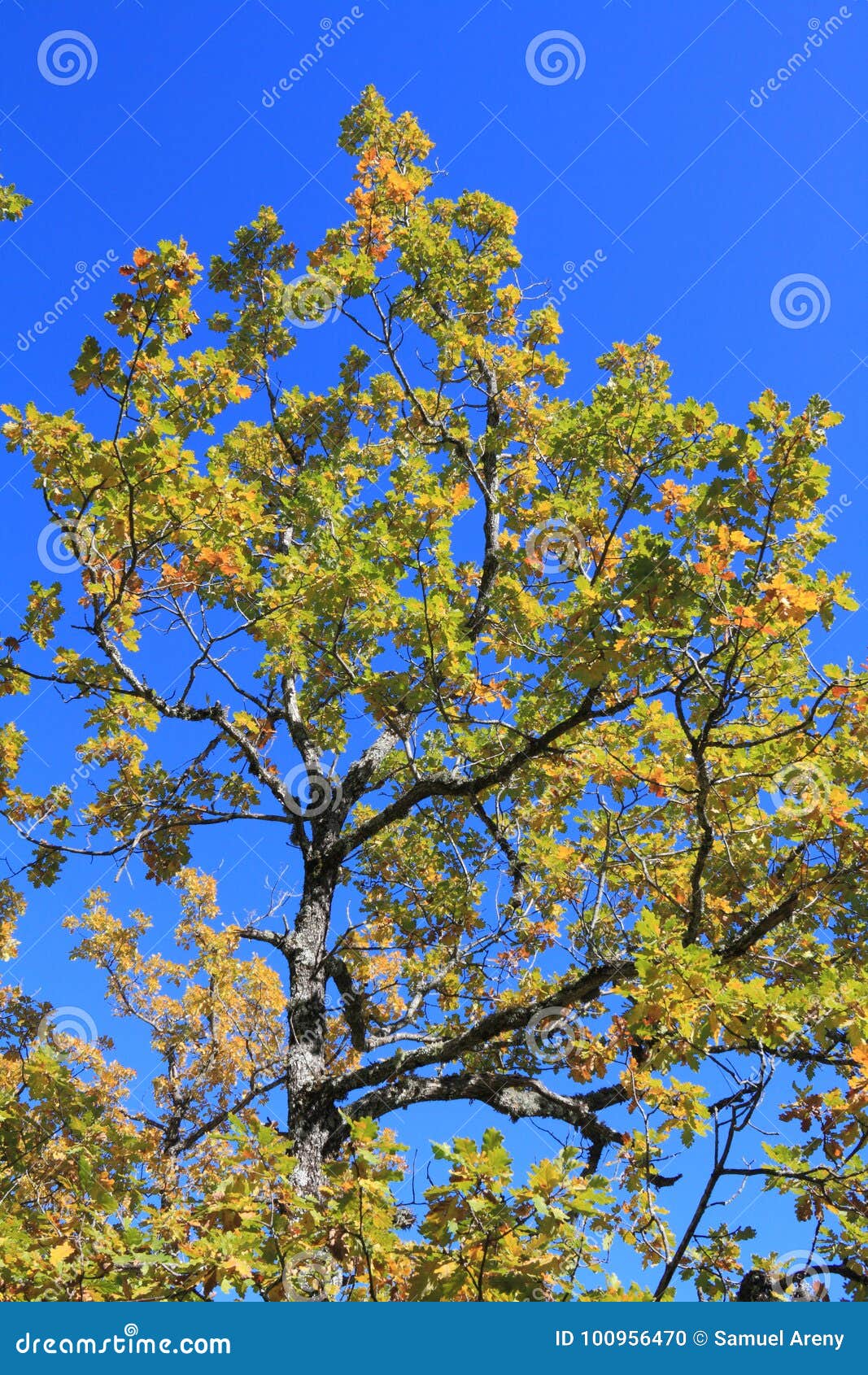 Follaje Y Rama Del Roble Suave O Del Roble Pubescente Foto de archivo ...
