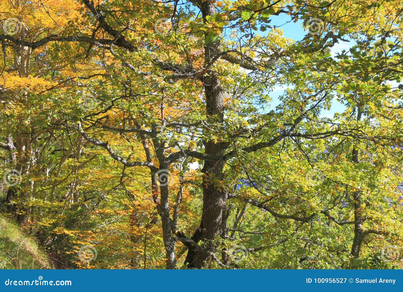 Follaje Y Rama Del Roble Suave O Del Roble Pubescente Imagen de archivo ...