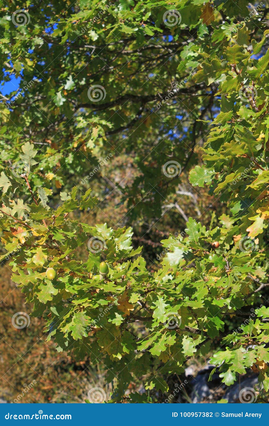 Follaje Y Rama Del Roble Suave O Del Roble Pubescente Foto de archivo ...