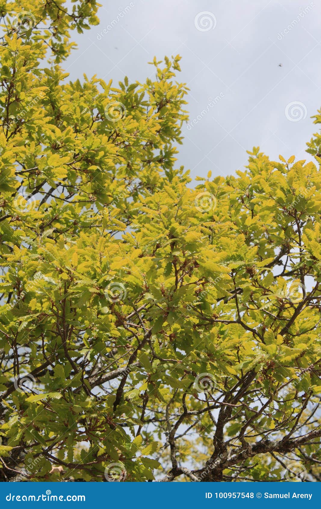 Follaje Y Rama Del Roble Suave O Del Roble Pubescente Foto de archivo ...