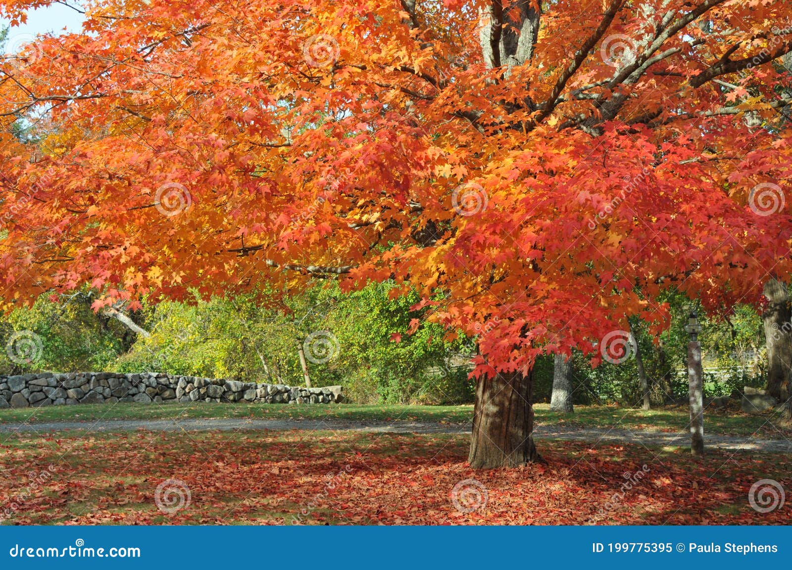 Folliage stock image. Image of leaves, rural, england - 199775395