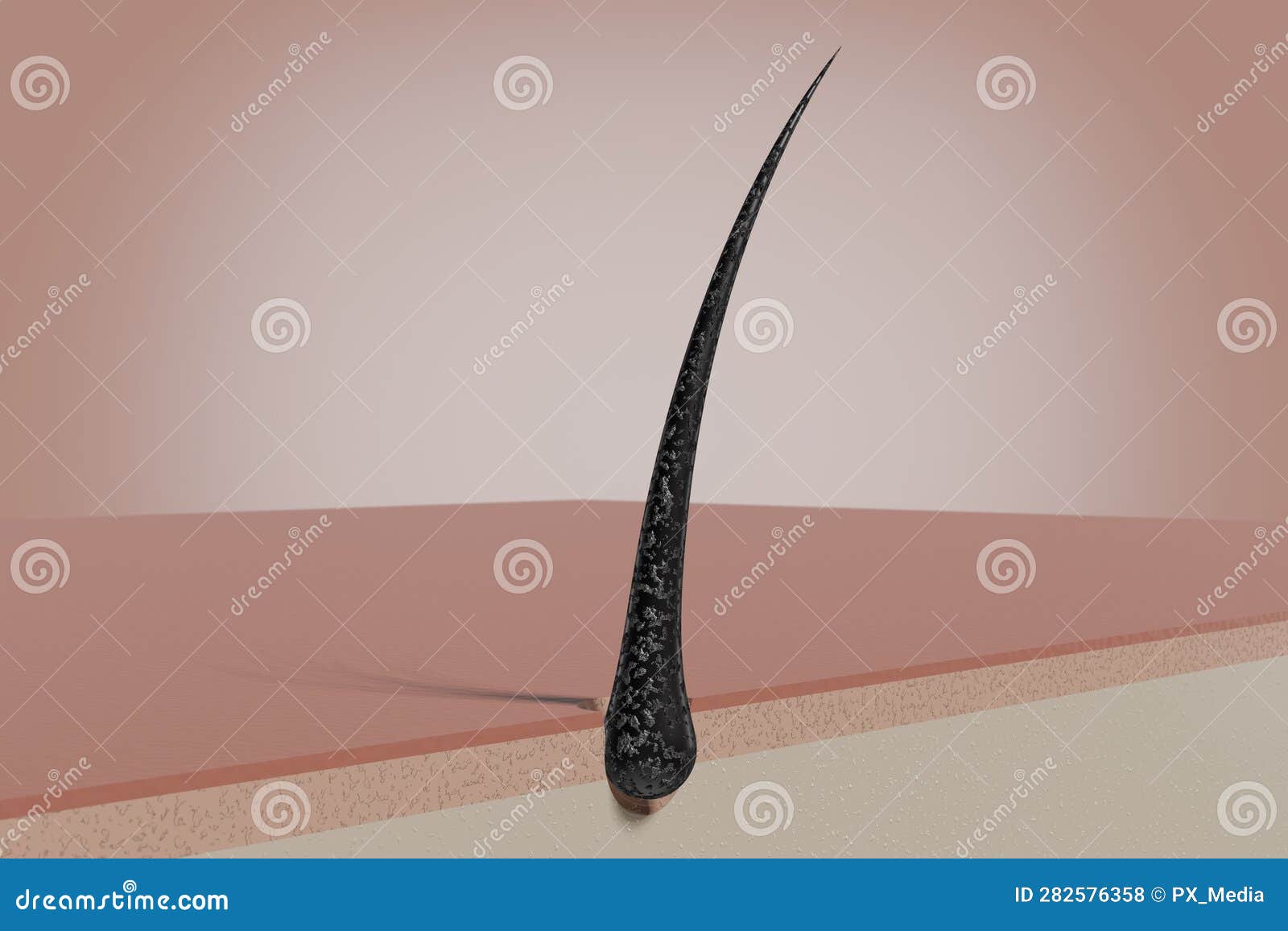 Follicule Pileux Unique 3d Illustration Illustration Stock ...