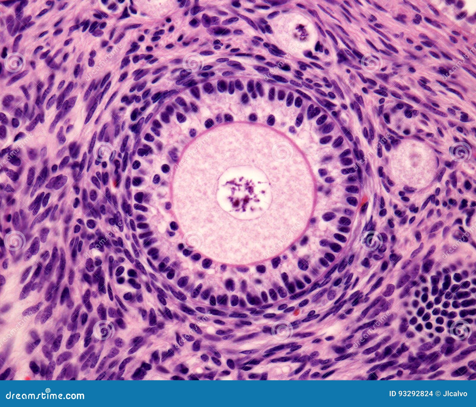 Follicule Primaire D'ovaire Photo stock - Image du ovaire, microscopie ...