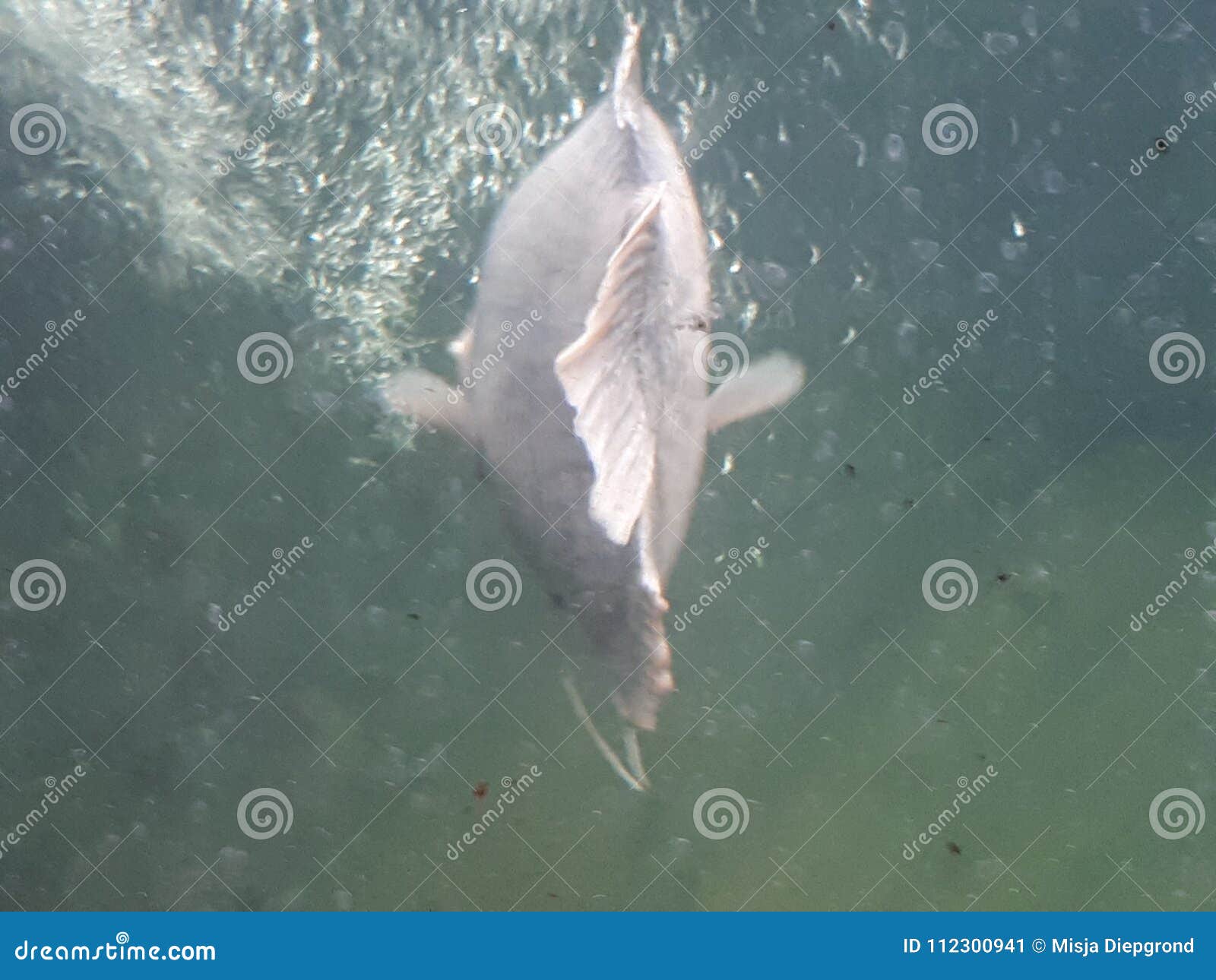 Follow that Fish stock image. Image of relaxed, nice - 112300941