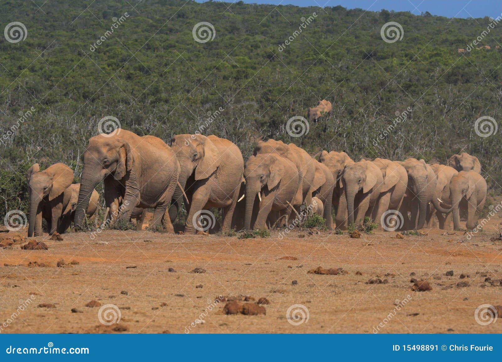 Follow the leader stock image. Image of land, ivory, five - 15498891