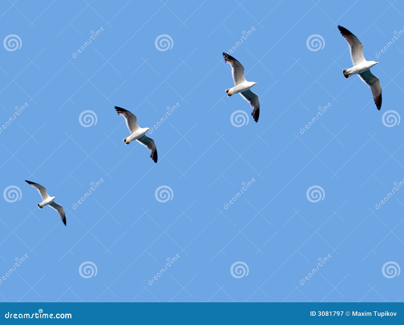 Follow the leader stock image. Image of nature, birds - 3081797