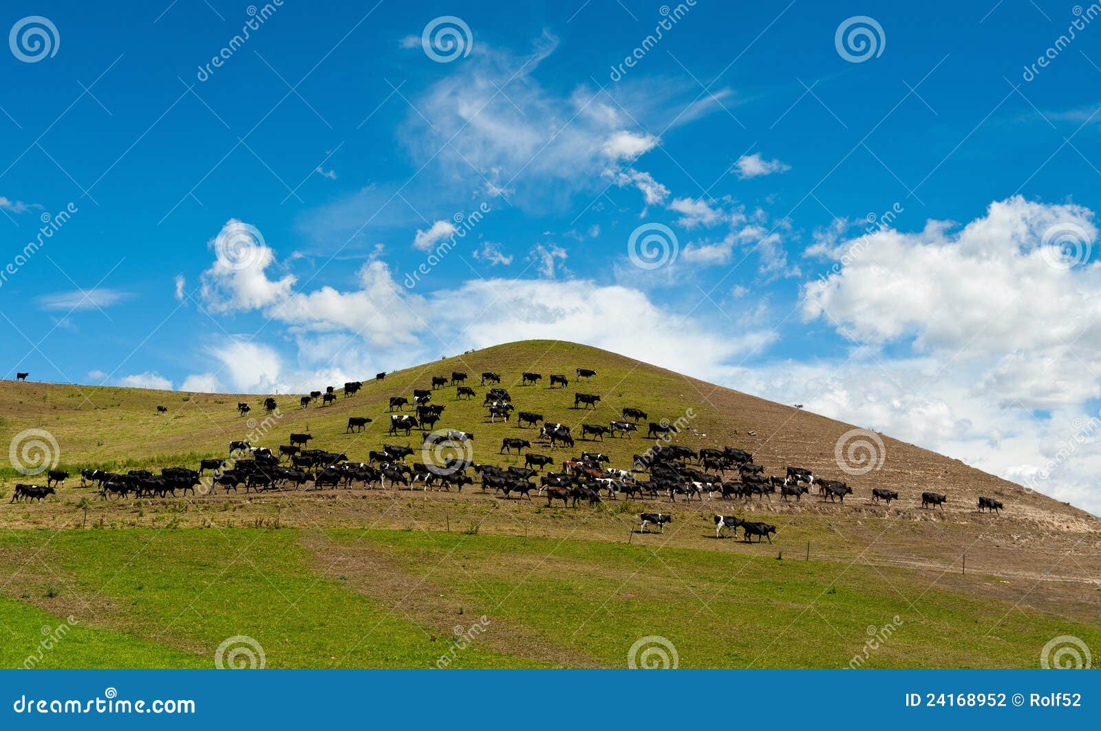 Follow the leader cow... stock photo. Image of travel - 24168952
