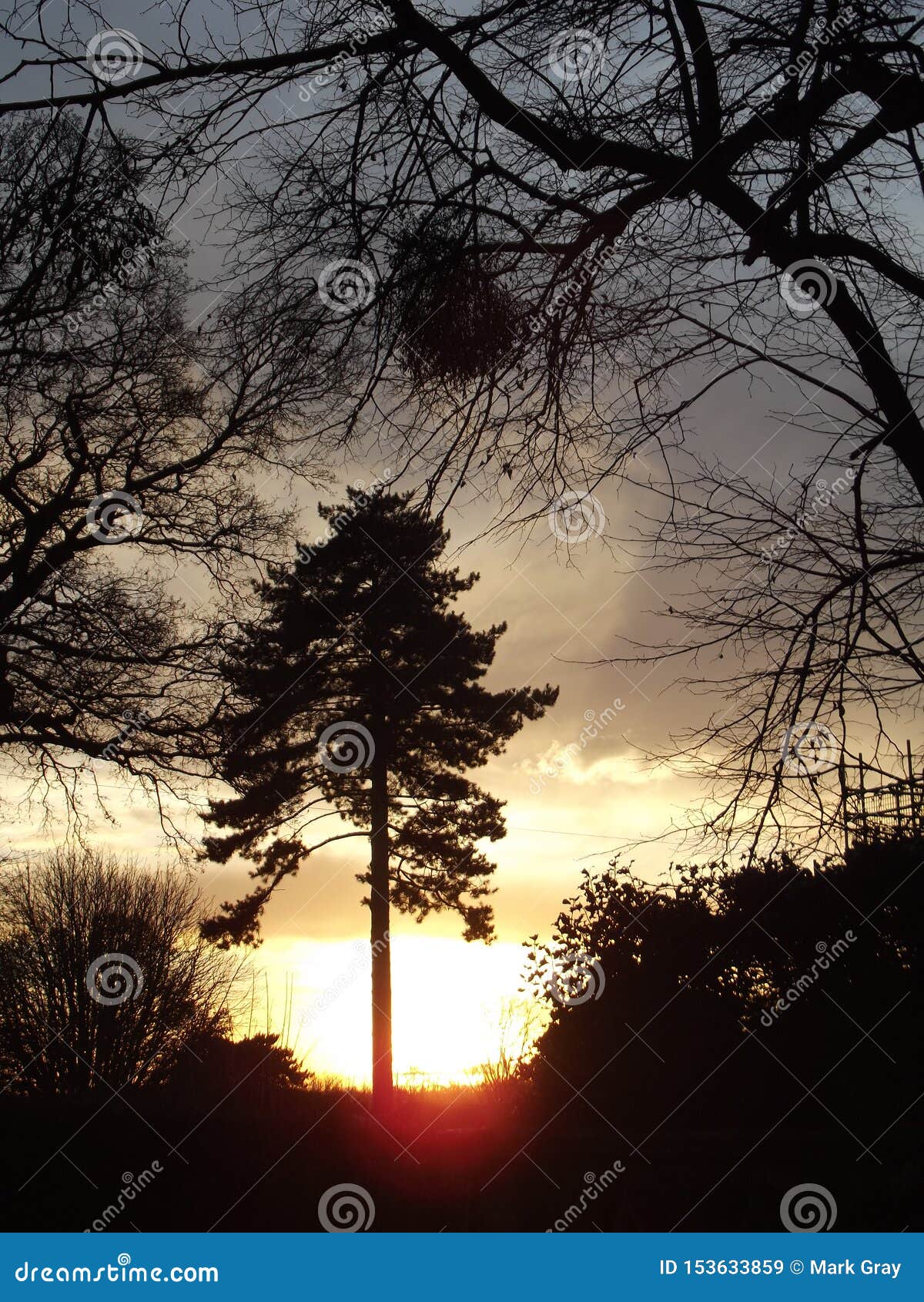 Follow the Light stock image. Image of divine, trees - 153633859