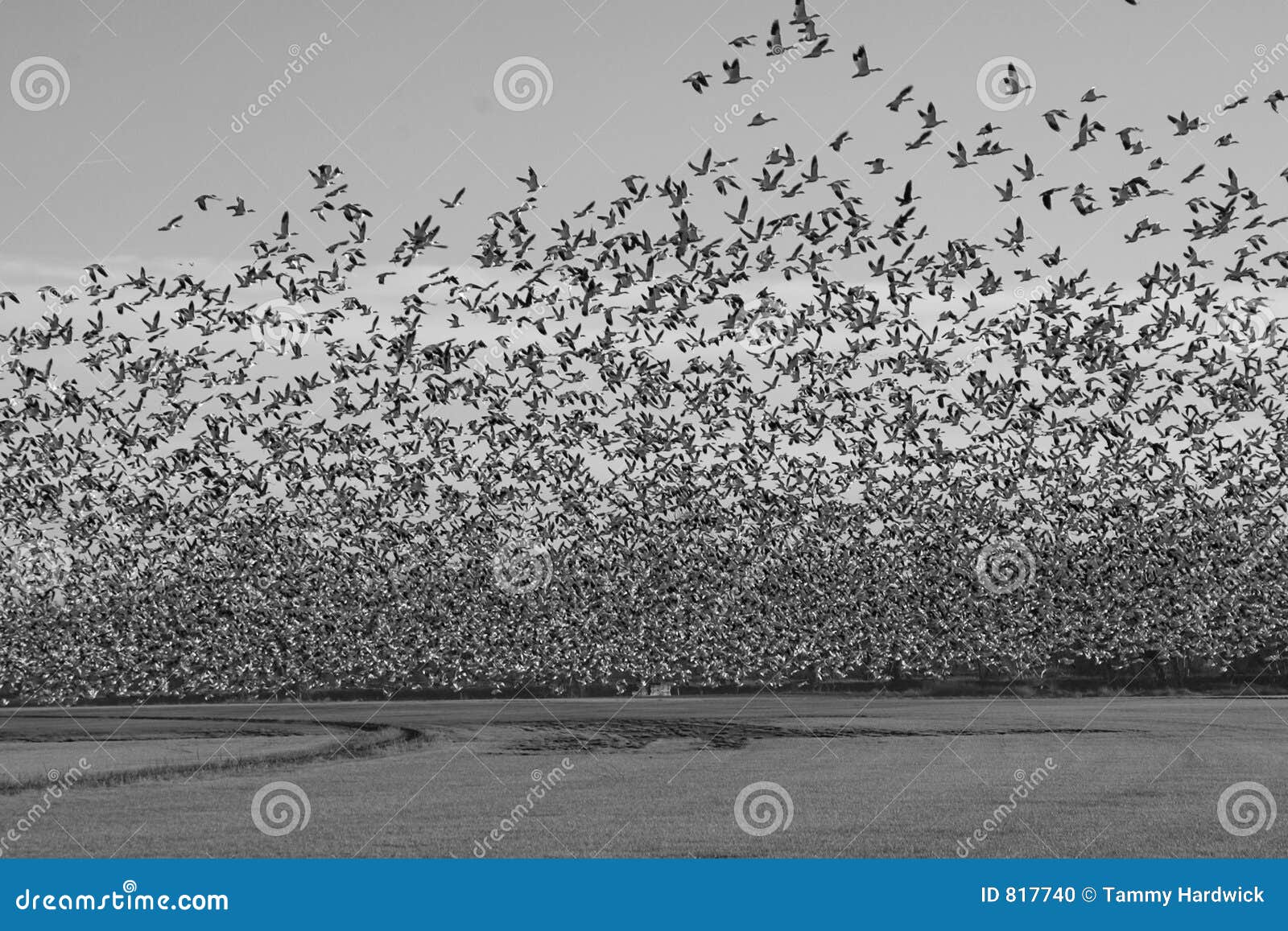 Follow me stock photo. Image of surroundings, countryside - 817740