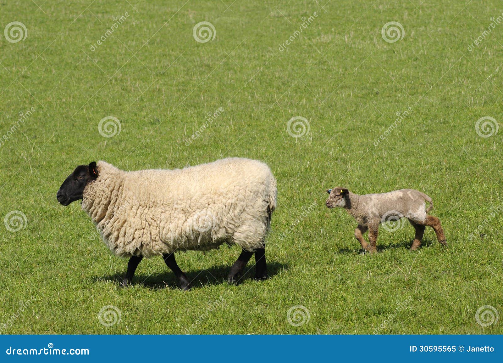 Follow Me stock image. Image of nature, field, animal - 30595565