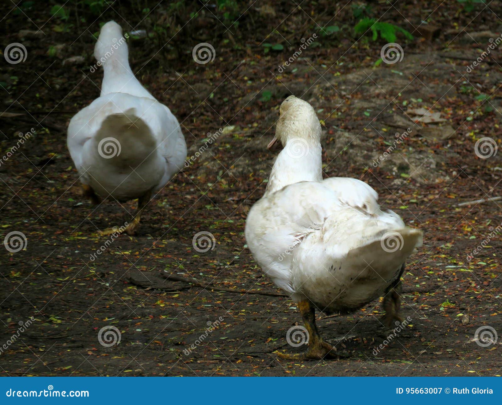 Follow me stock image. Image of whiteduck, animal, dirtyfeet - 95663007