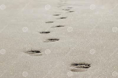 Follow in my Footsteps stock image. Image of holiday - 16604957