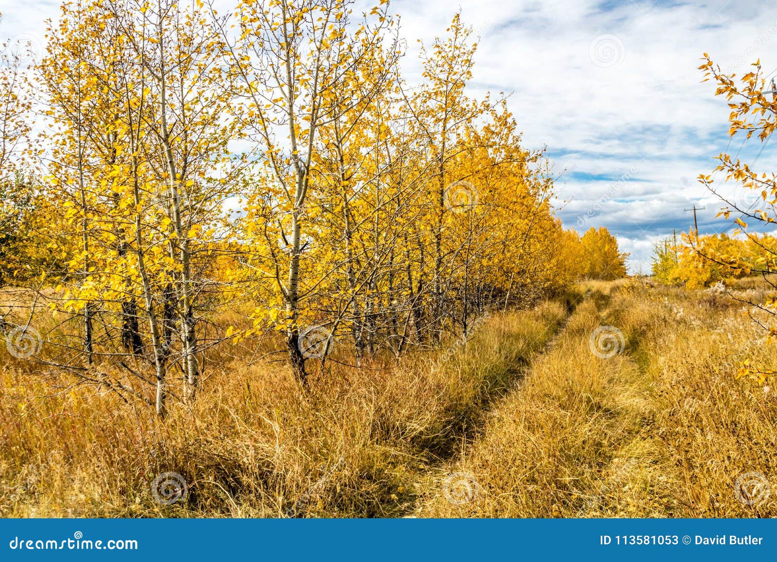 Fall in All of it`s Colourful Glory, Calgary, Alberta, Canada Stock ...