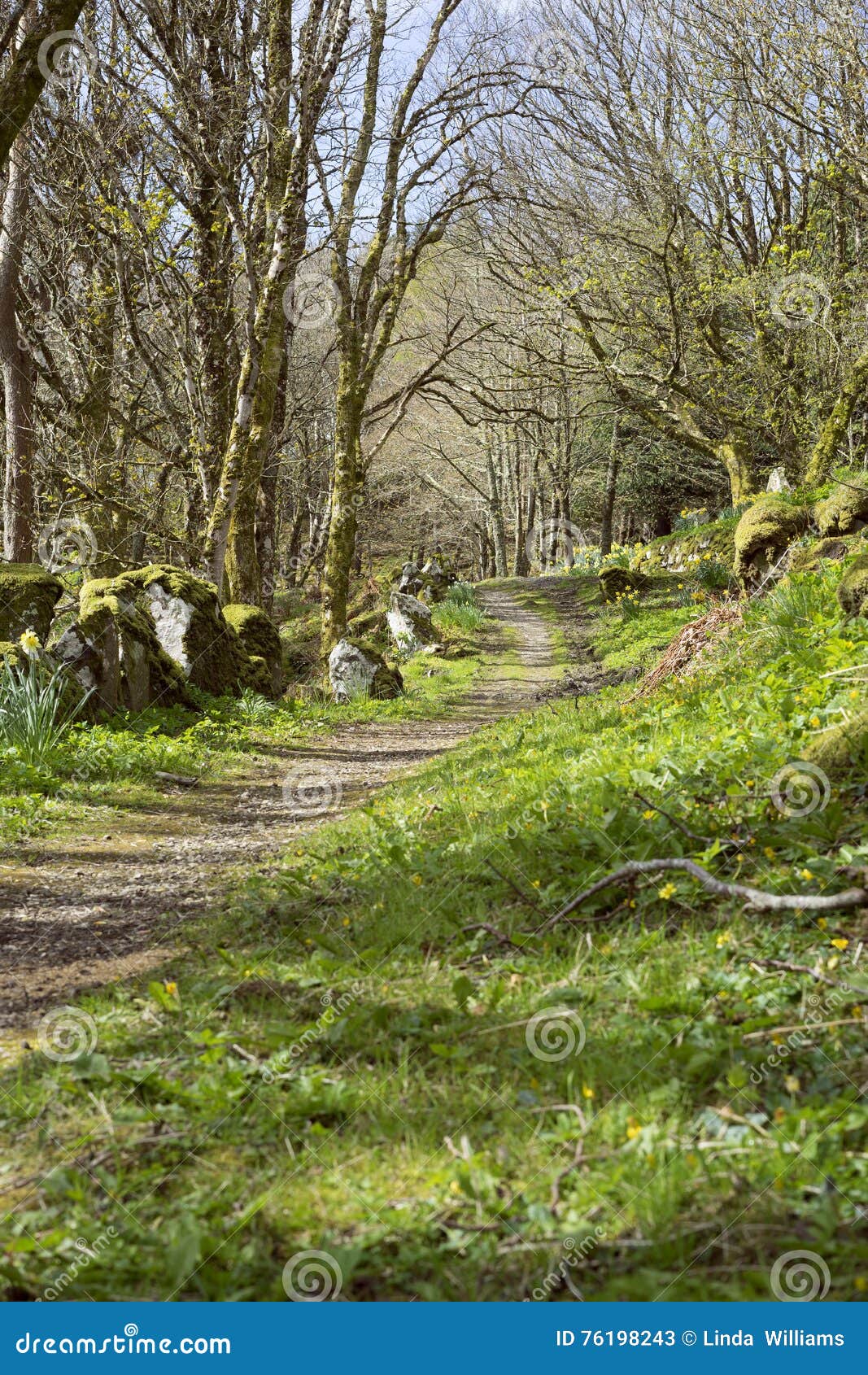 Follow the spring path stock image. Image of spring, footpath - 76198243