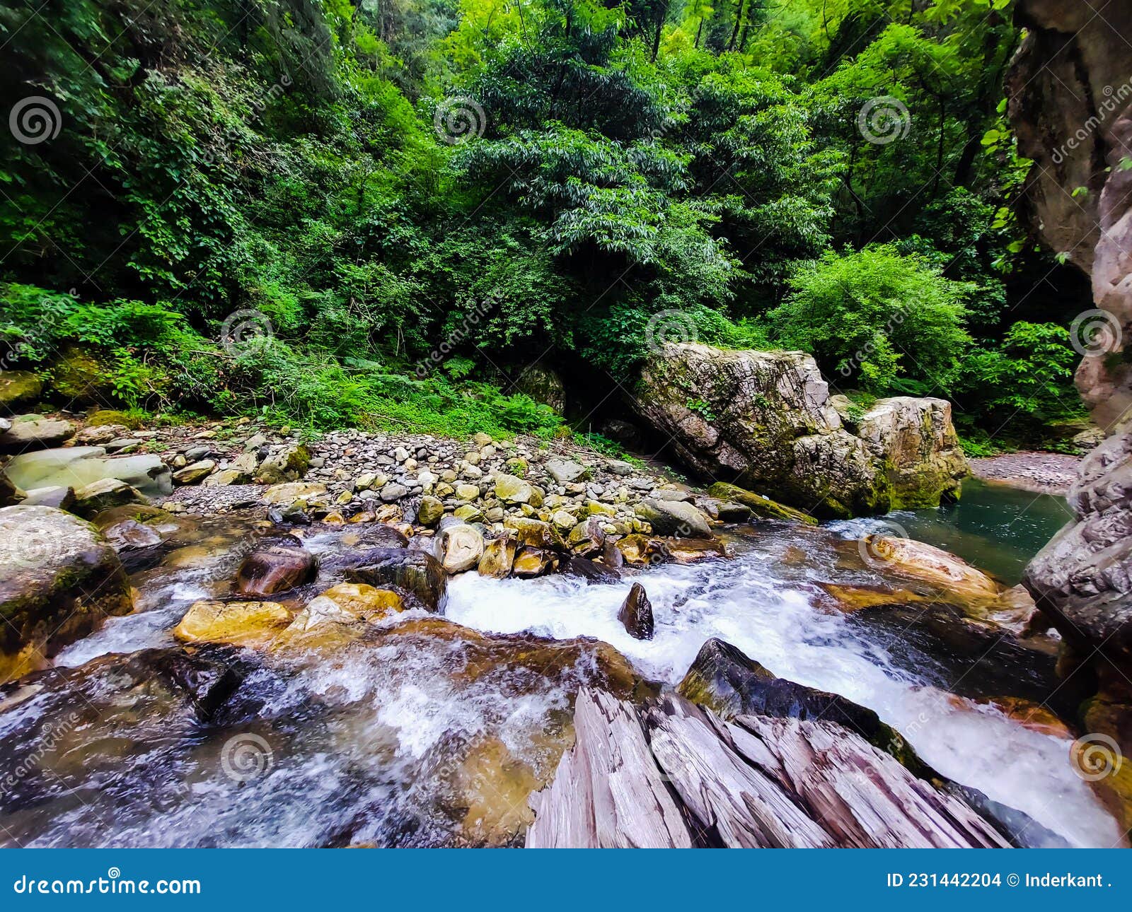 Follow the water stock photo. Image of woodland, rapid - 231442204