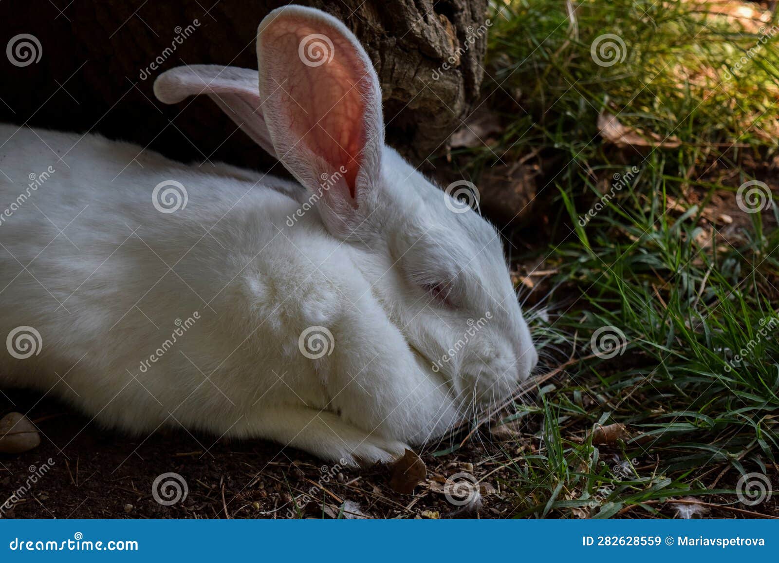 Follow the rabbit stock image. Image of animal, white - 282628559
