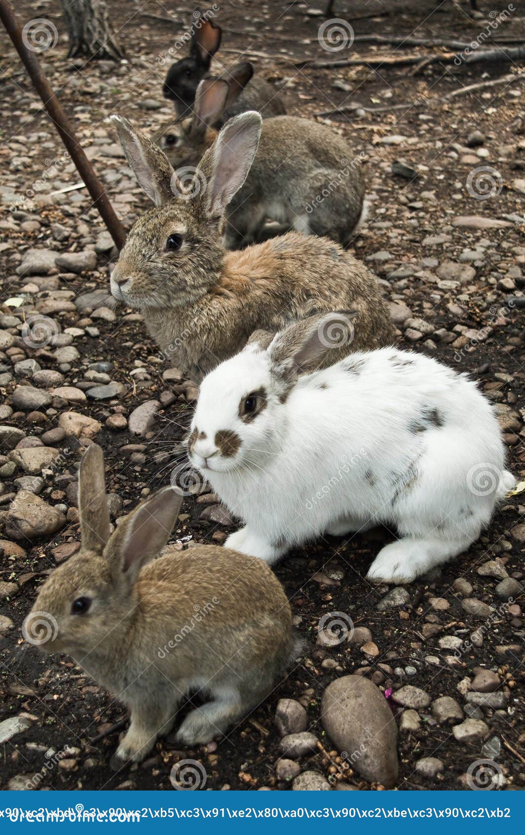 Follow the White Rabbit stock image. Image of isolated - 77603323