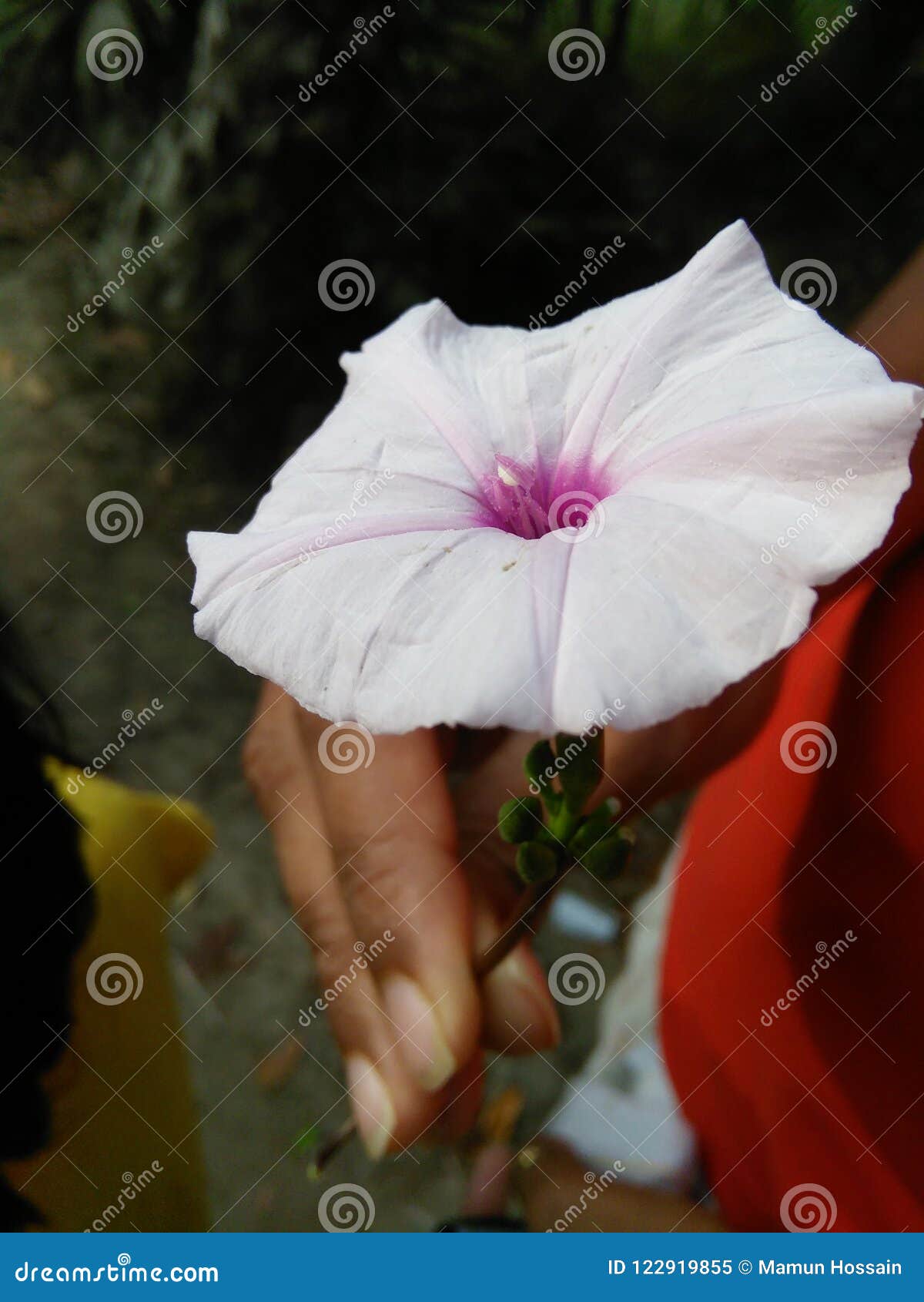 Follower Picture stock image. Image of natural, follower - 122919855