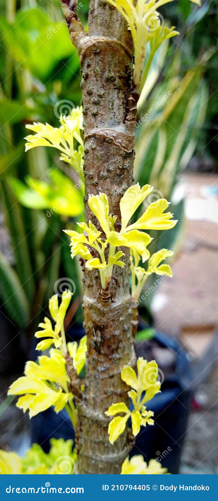 Follower Tree Yellow Beautifull Images Stock Image - Image of tree ...