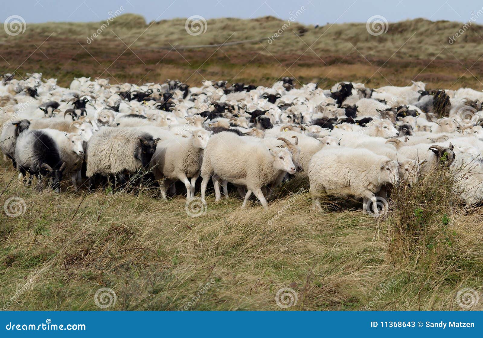 Followers stock image. Image of outdoor, livestock, follow - 11368643
