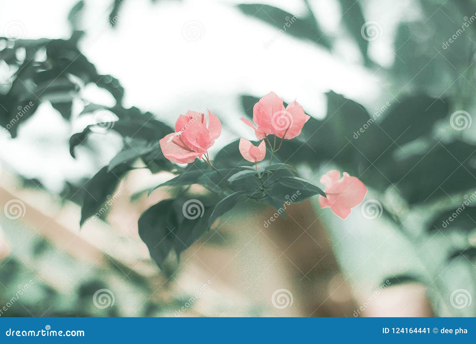 Followers stock image. Image of followers, beautifully - 124164441