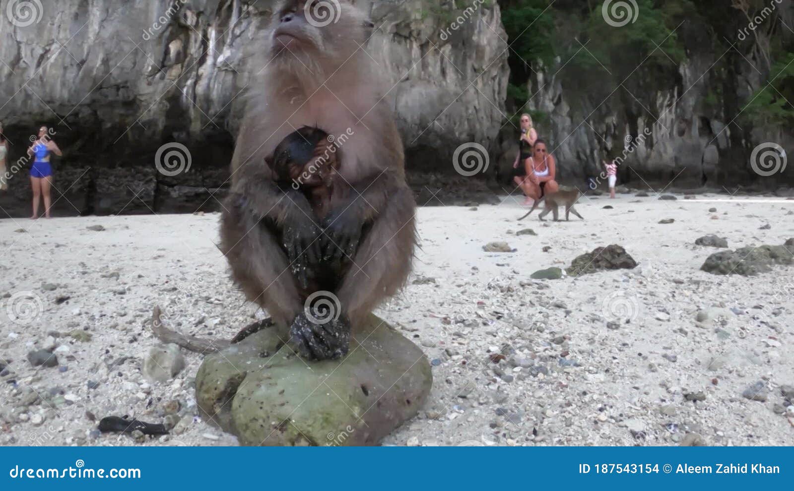 Following a Baby Monkey - Low Angle Shot Stock Footage - Video of angle ...