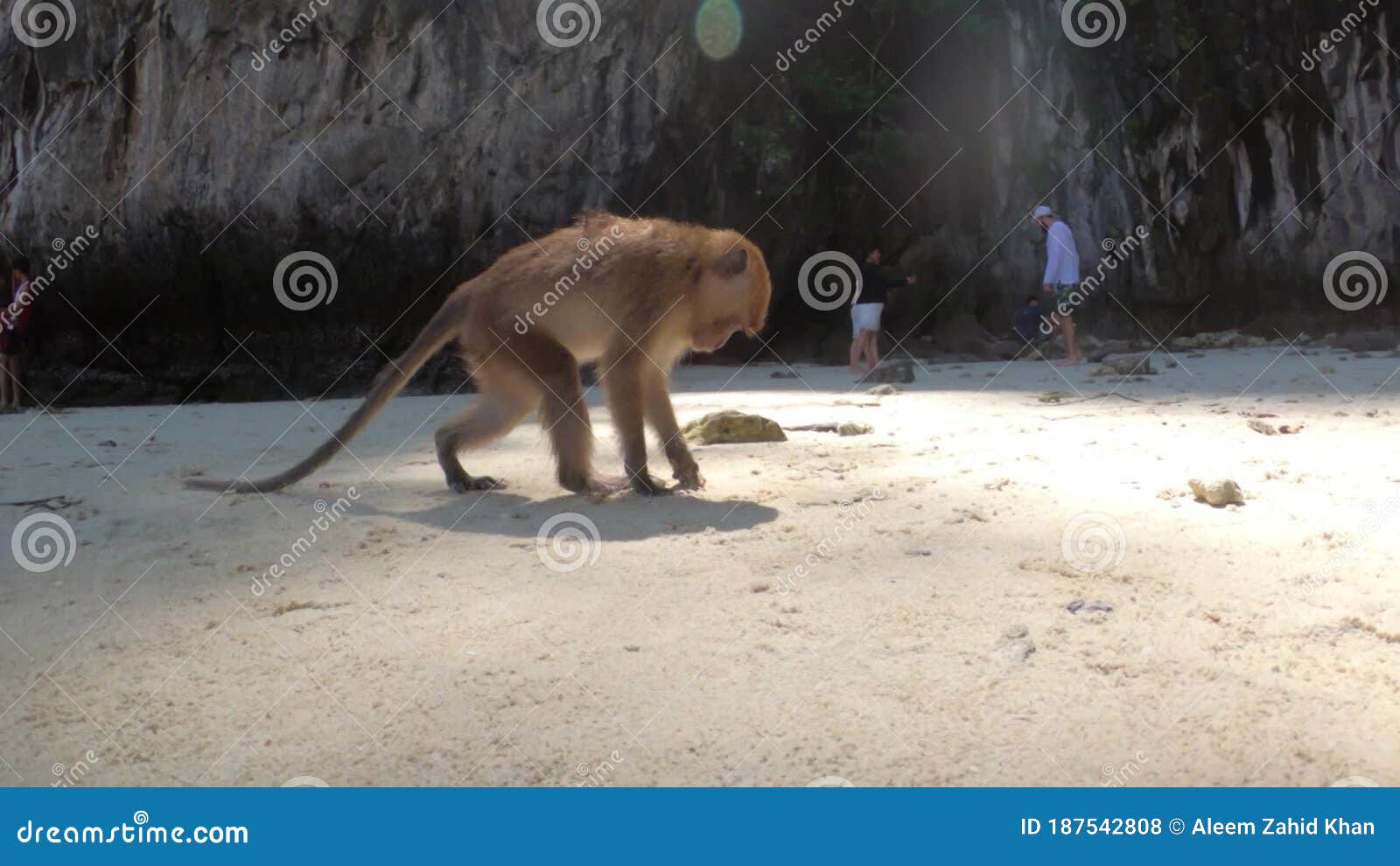 Following a Baby Monkey - Low Angle Shot Stock Footage - Video of ...