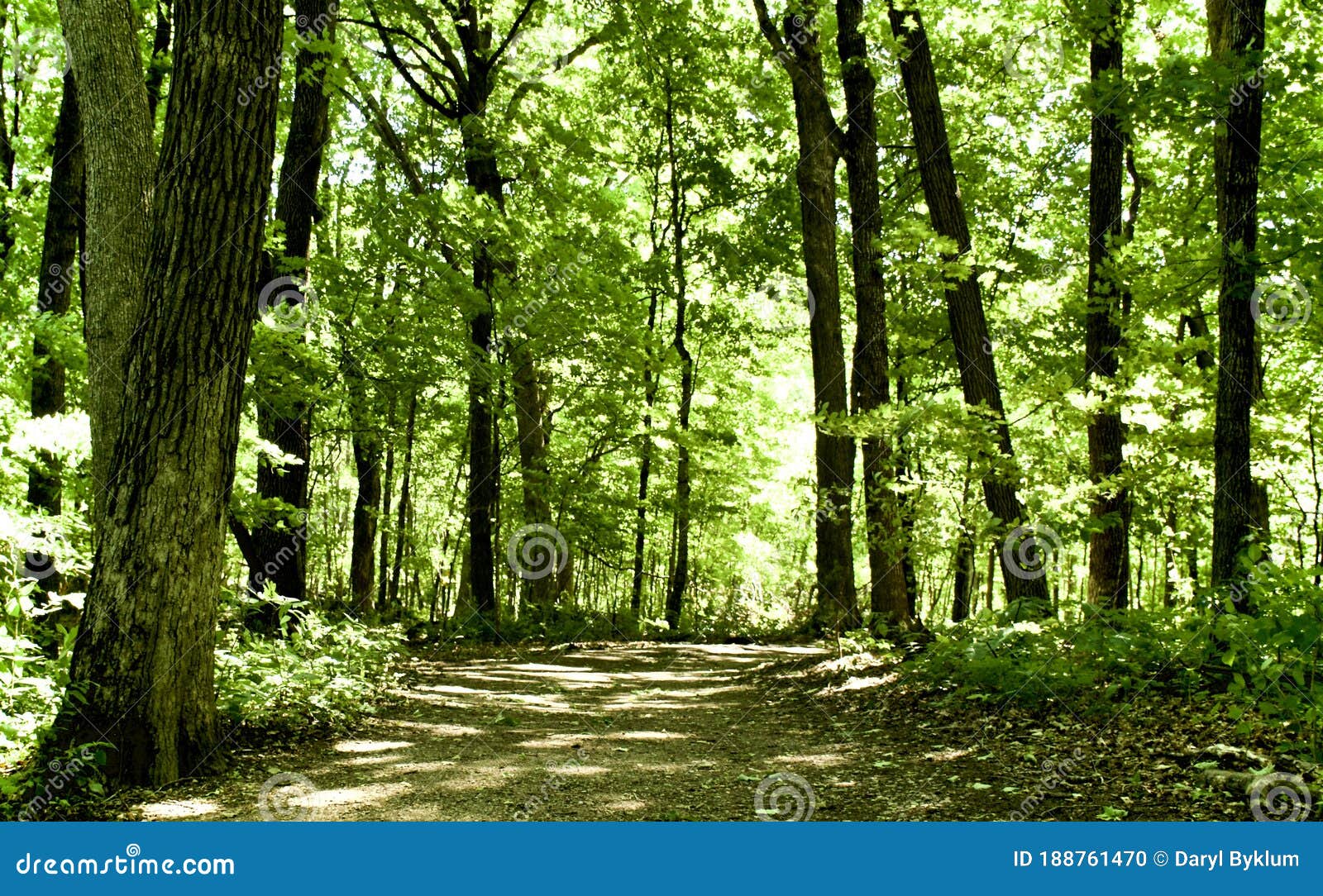 A Serene Walk Along a Quiet Path Stock Photo - Image of features ...