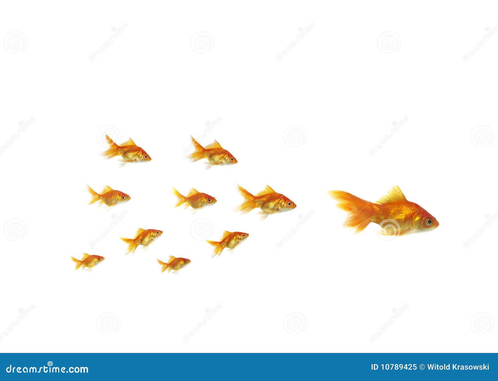 Following Shoal Small Gold Fish for Large Stock Image - Image of ...