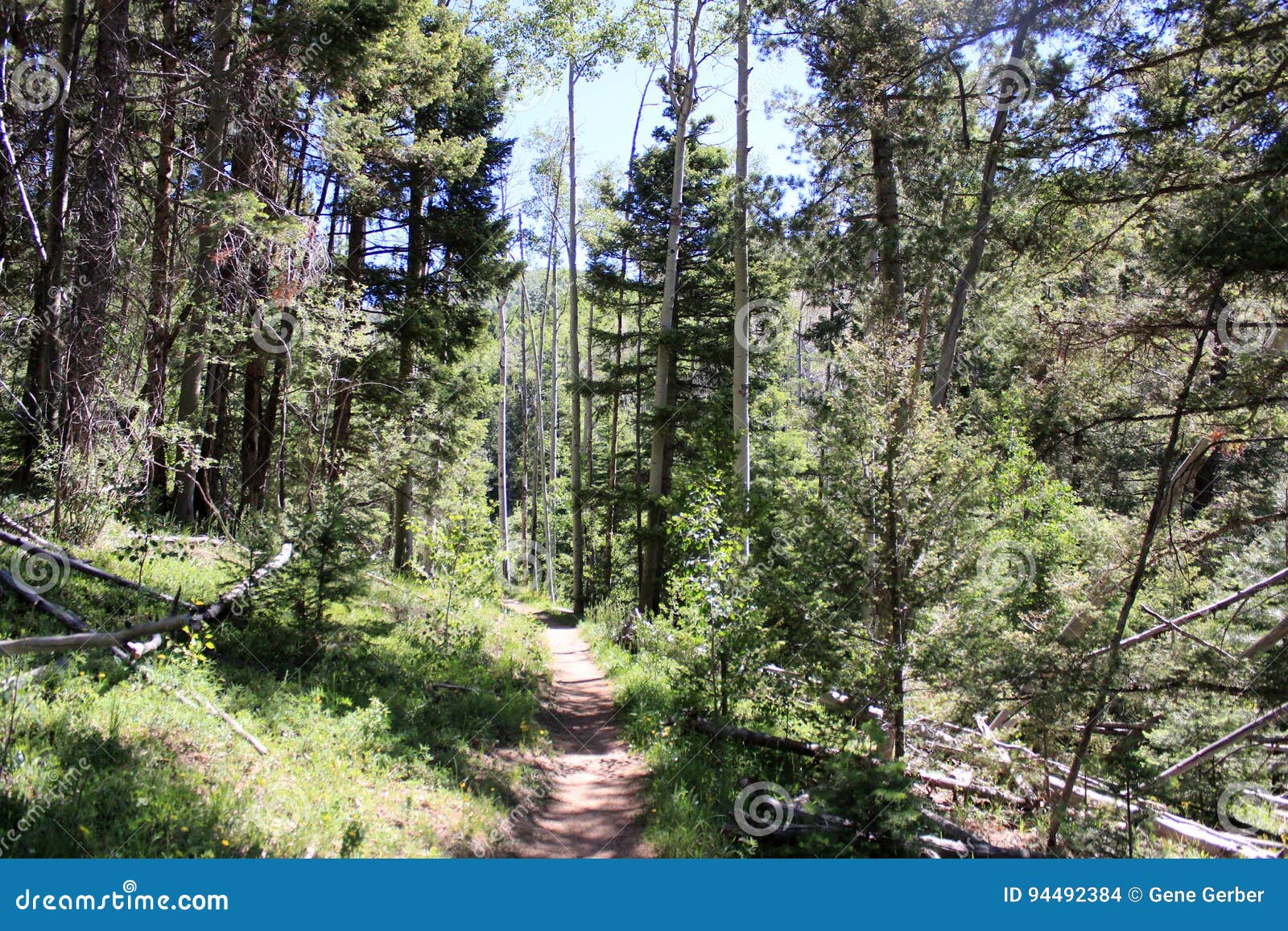 Following the Trail stock photo. Image of grass, trunks - 94492384