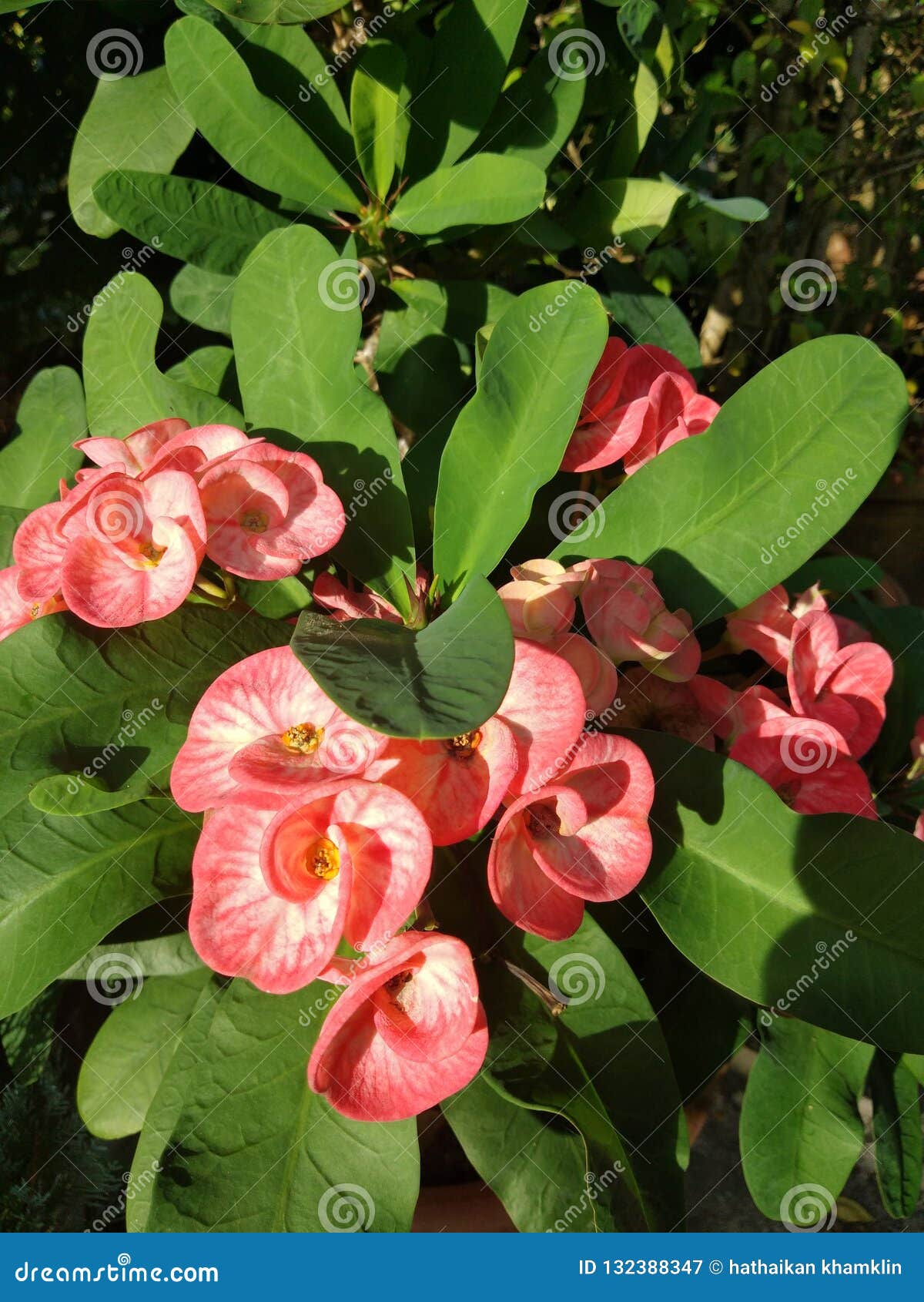 Folwer stock image. Image of nature, morning, full, folwer - 132388347