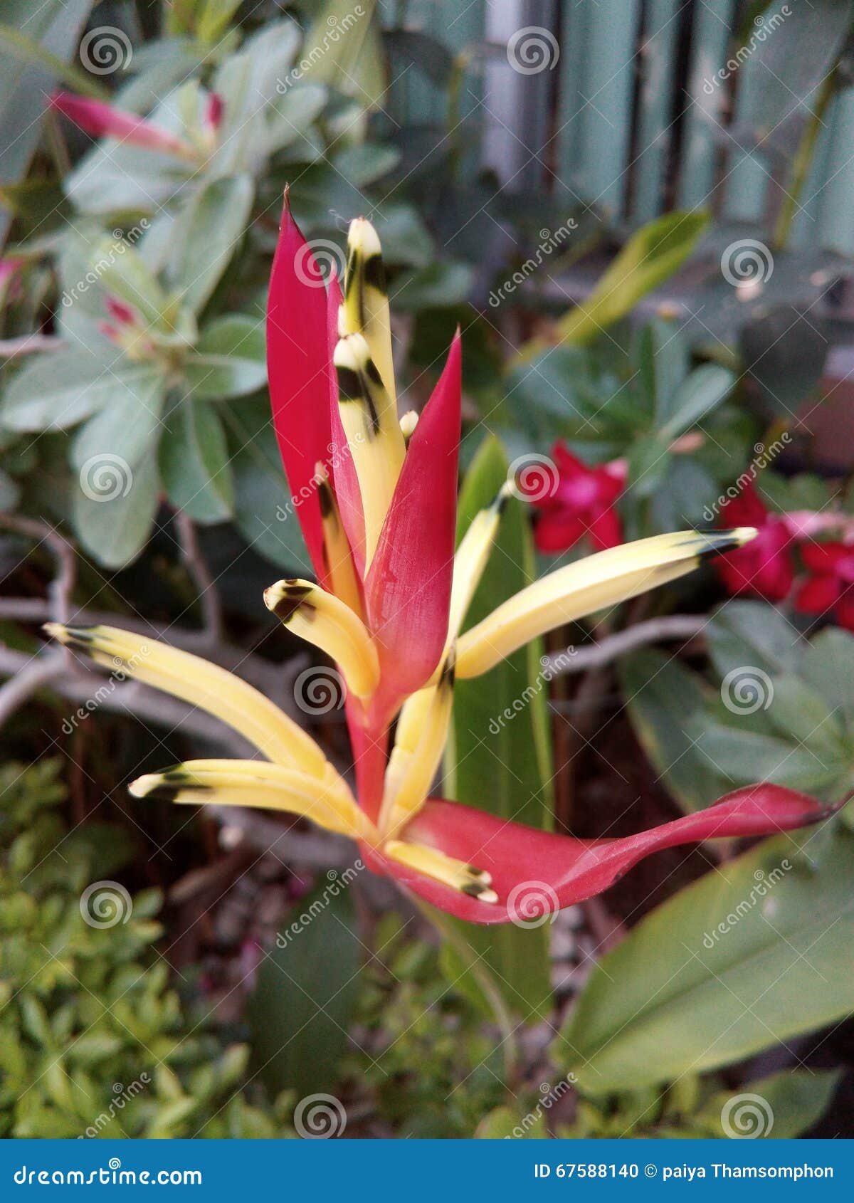 Folwer stock photo. Image of color, folwer, fresh, garden - 67588140