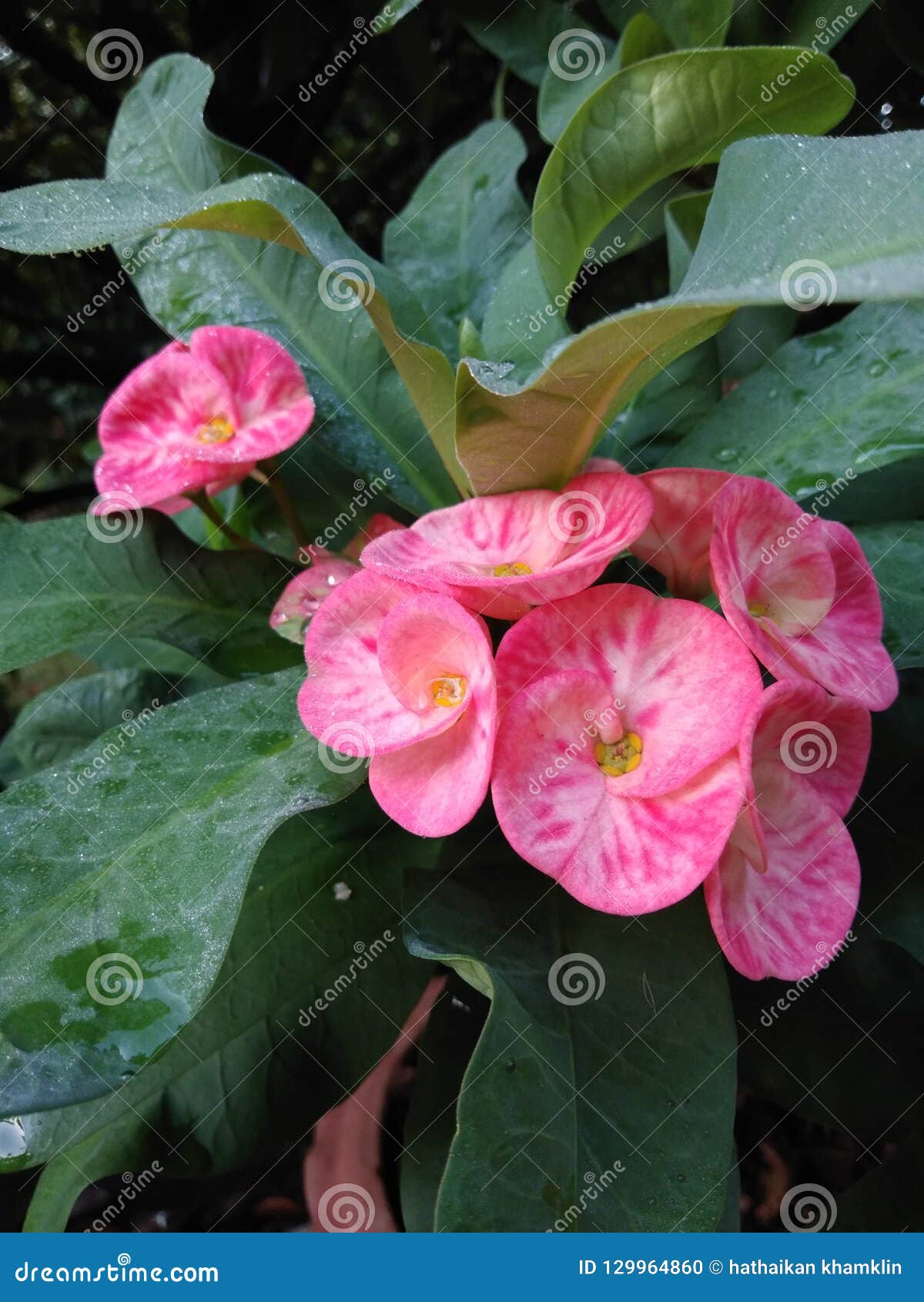 Folwer stock photo. Image of home, folwer, flower, thai - 129964860