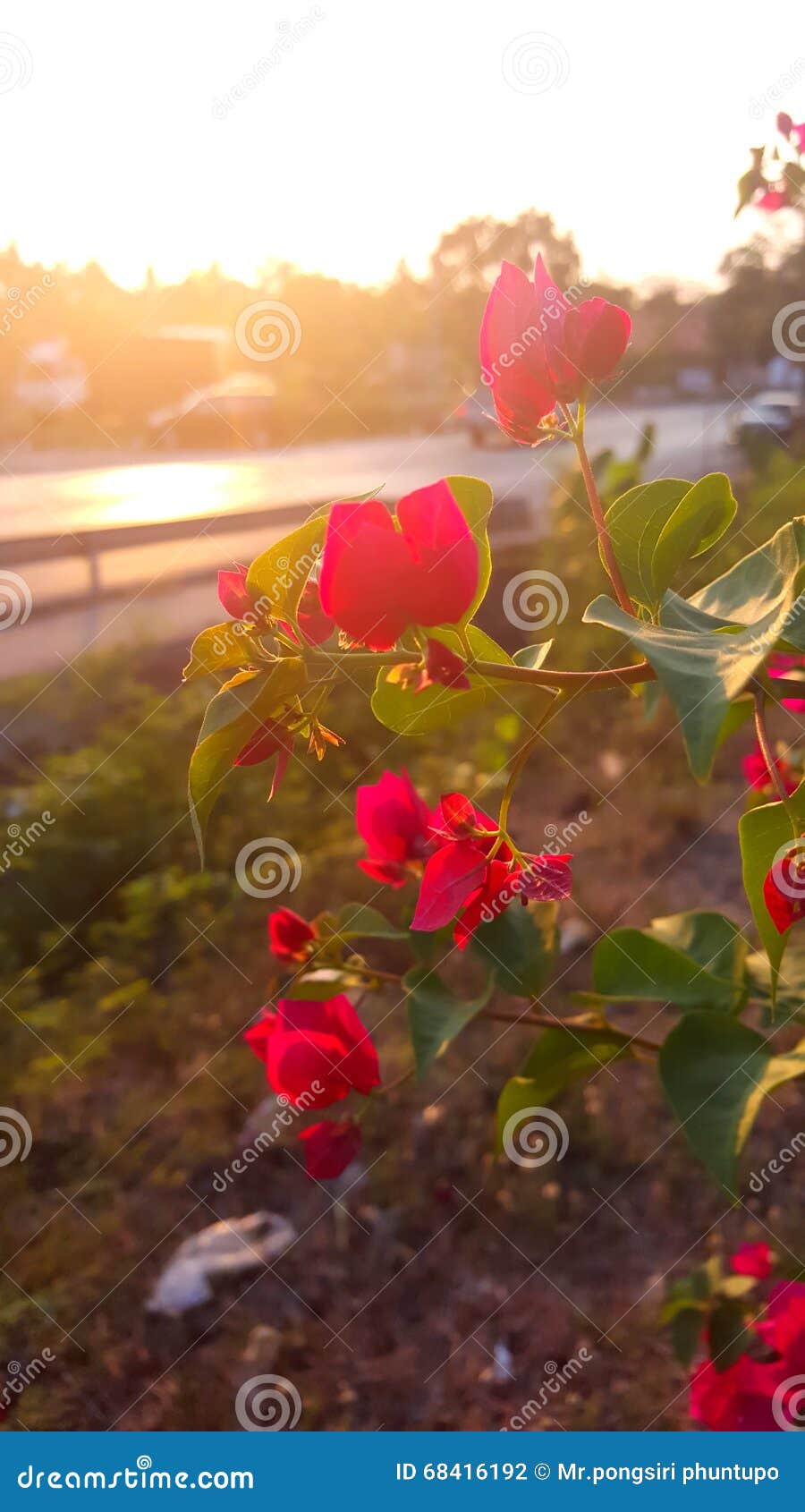 Folwer stock photo. Image of road, tree, leaves, folwer - 68416192