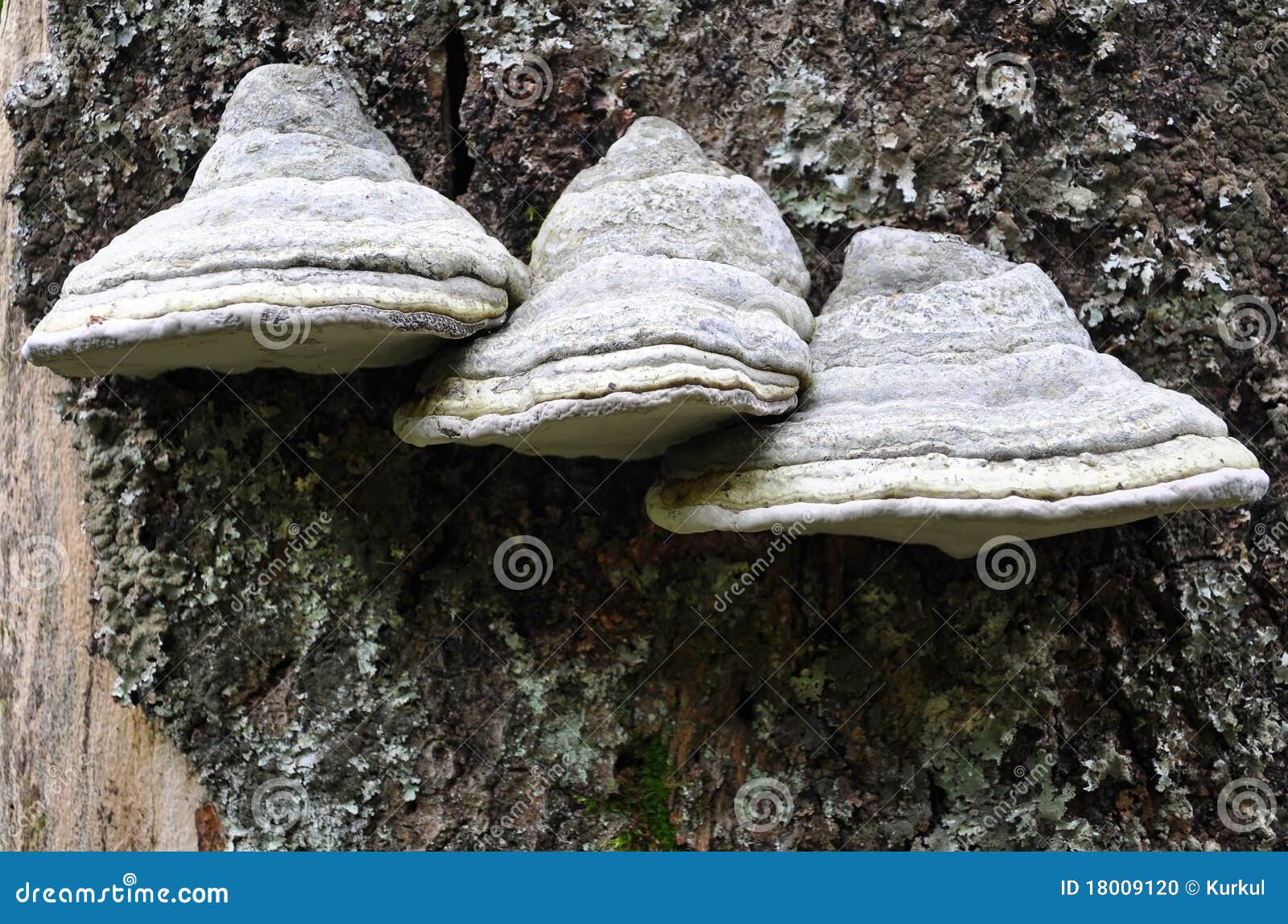 Fomes fomentarius stock photo. Image of lichen, laetiporus - 18009120