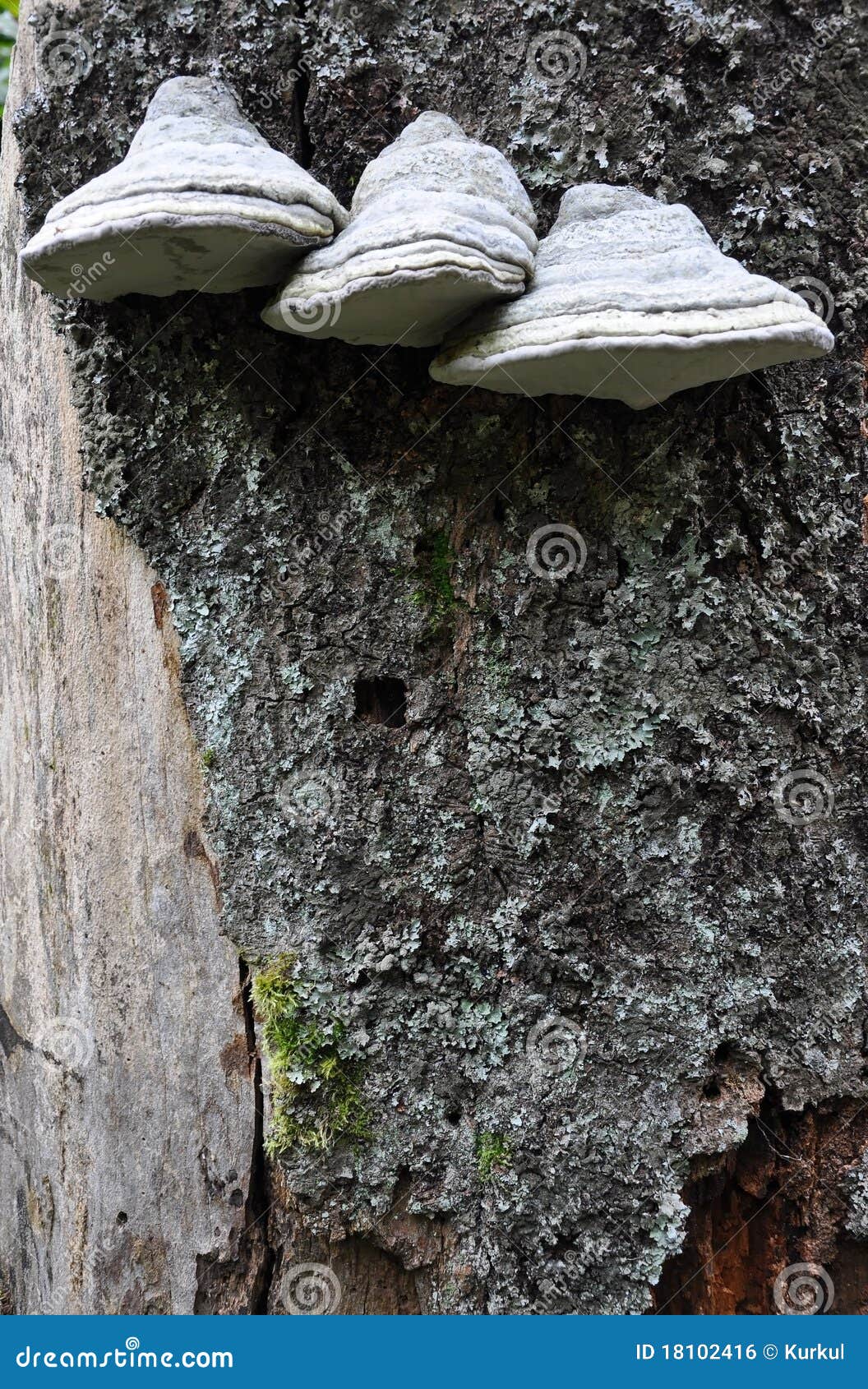 Fomes fomentarius stock photo. Image of color, fomentarius - 18102416