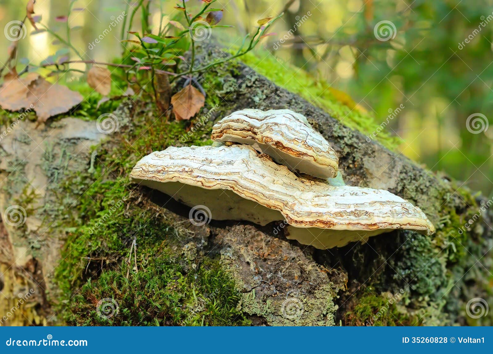 Fomes fomentarius mushroom stock photo. Image of growth - 35260828