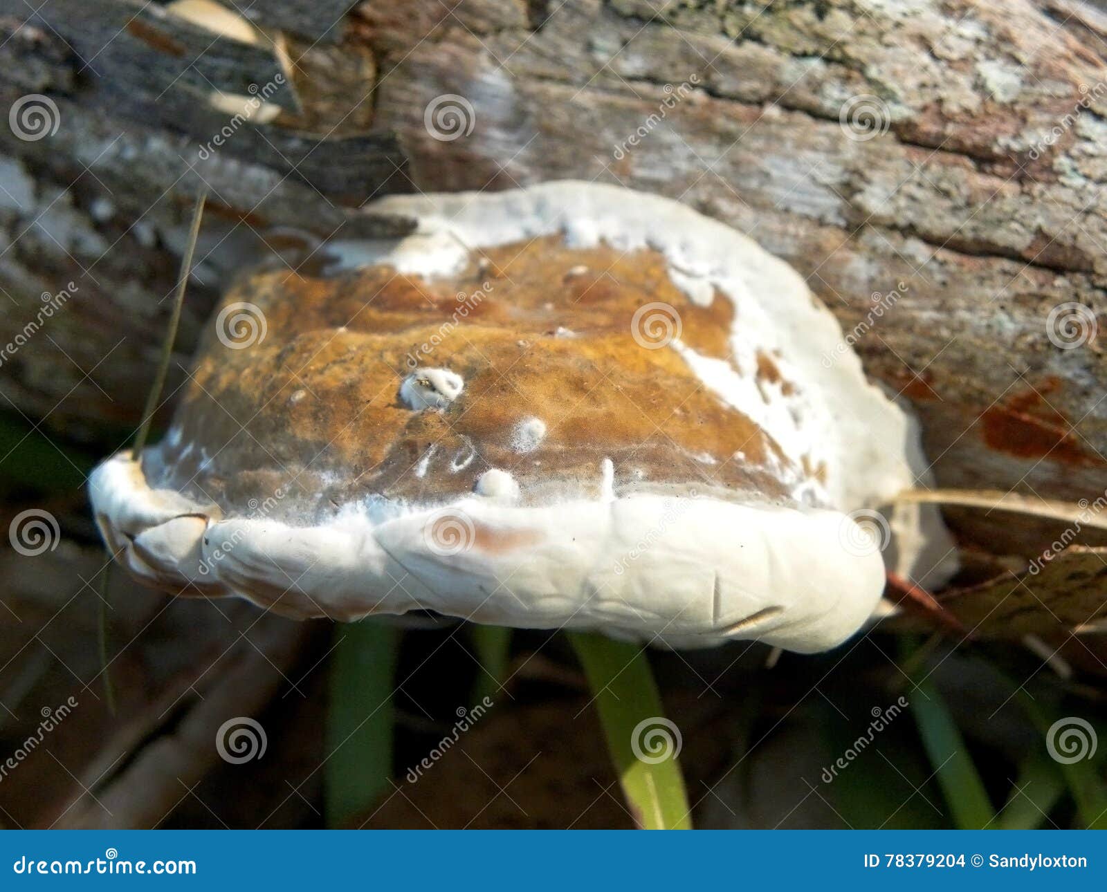 Fomitopsis Lilacinogilva stock photo. Image of eucalyptus - 78379204