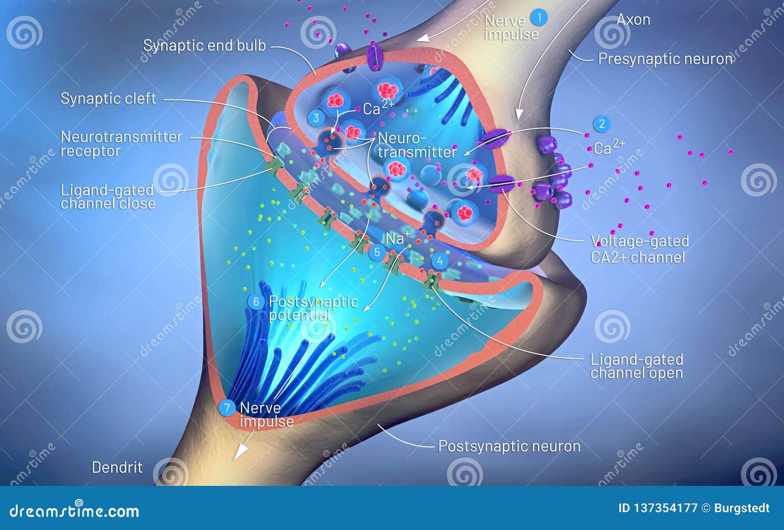 Fonction Scientifique D'une Synapse Ou D'une Connexion Neuronale Avec ...
